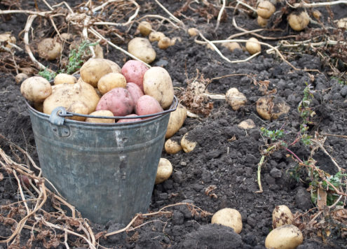 Kokkensbekendelser - Kokkensbekendelser handler om gastronomi ...